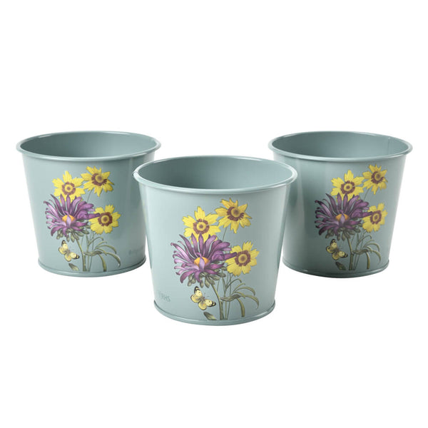 Asteraceae Herb Pots Diabetes Uk Shop